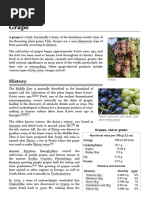 The Largest Bunch of Grapes | PDF | Vitis | Grape