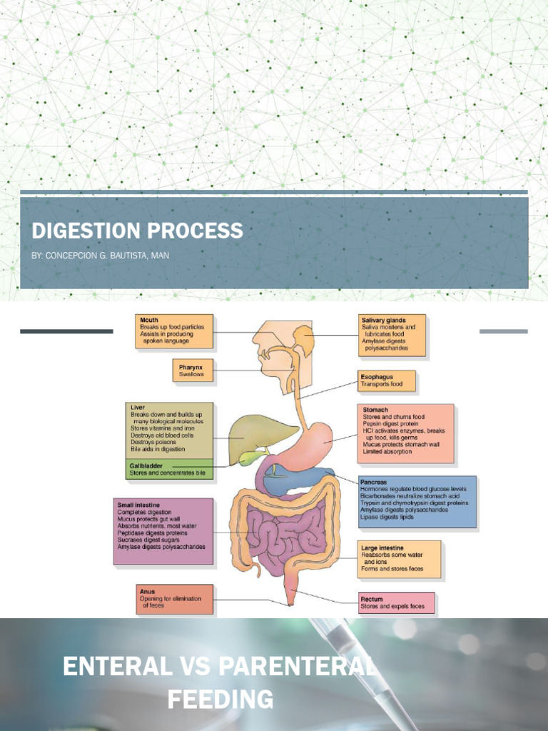 ENTERAL NUTRITION 2024 My Lec | PDF | Gastrointestinal Tract ...