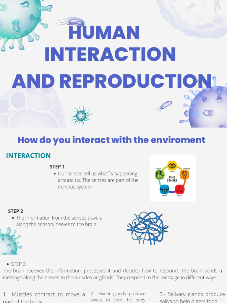 HUMAN | PDF | Human Reproduction | Uterus