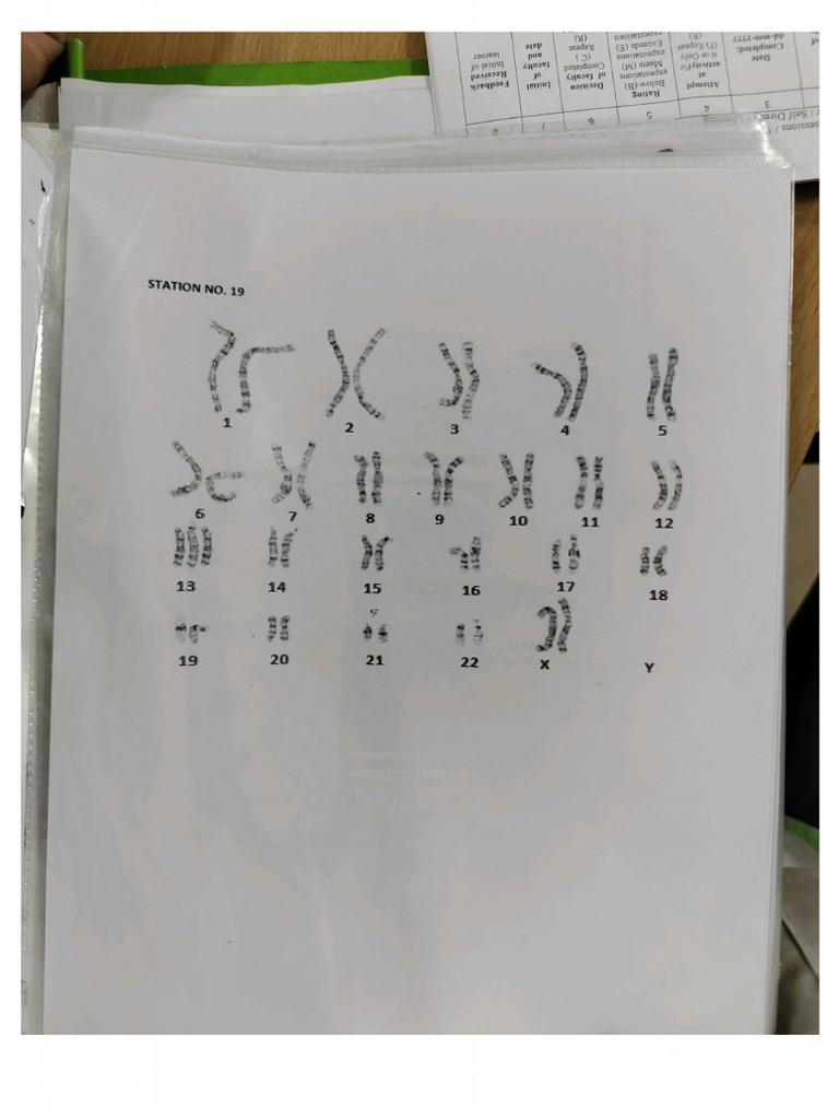 Genetics Chart | PDF
