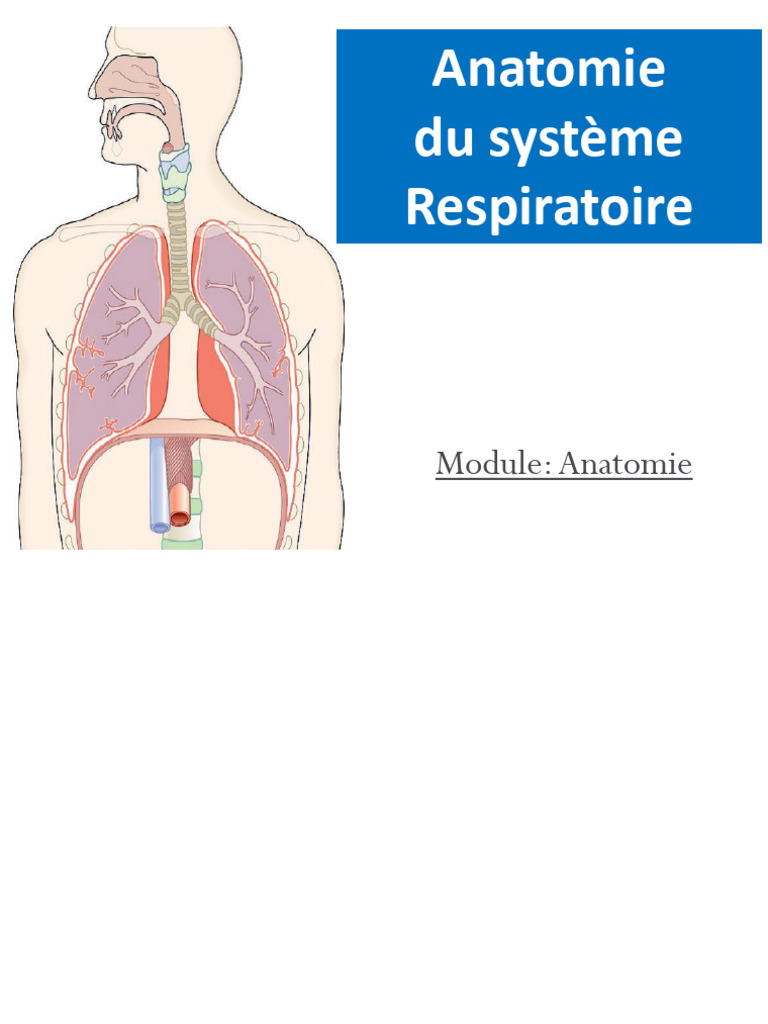 Anatomie des Voies Respiratoires | PDF | Système respiratoire | Poumon