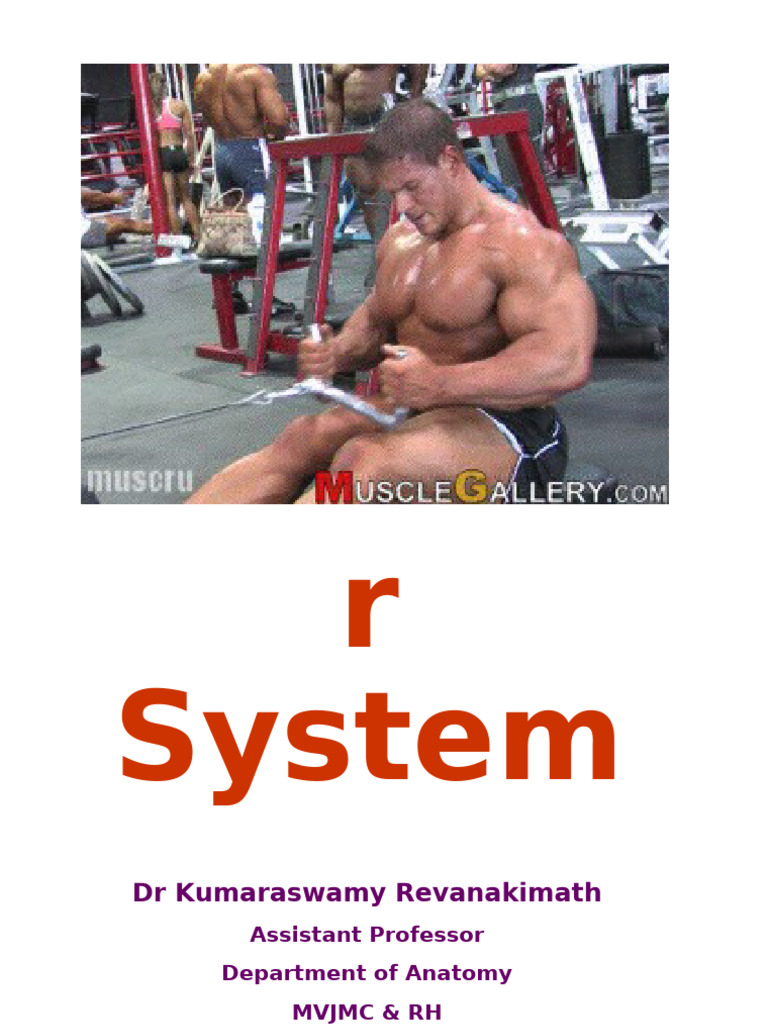 The Muscular System 1 | PDF | Muscle | Skeletal Muscle