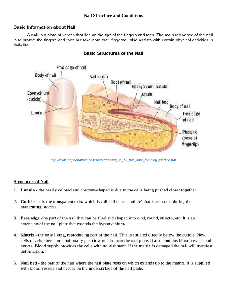 Nail Structure and Conditions | PDF | Nail (Anatomy) | Diseases And ...