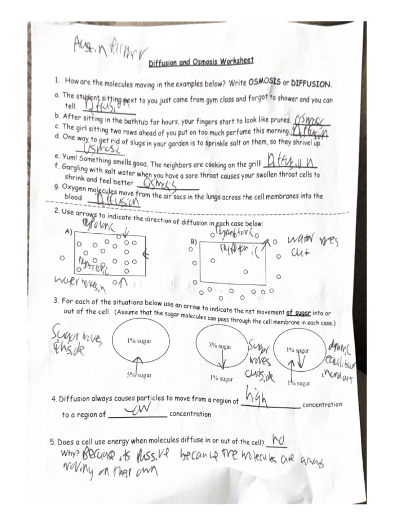 Annotated-Diffusion and Osmosis Worksheet | PDF Annotated-Diffusion and Osmosis Worksheet | PDF