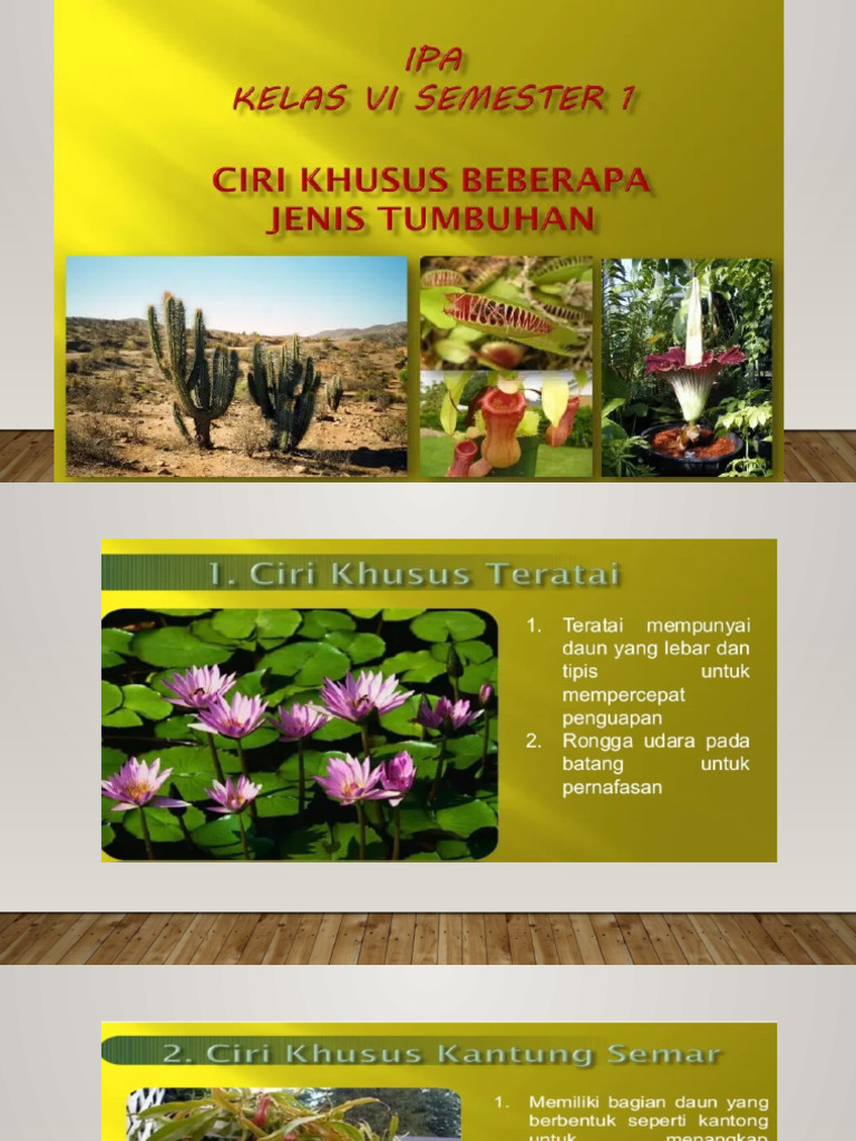 Ciri Khusus Tumbuhan (Salmi) | PDF
