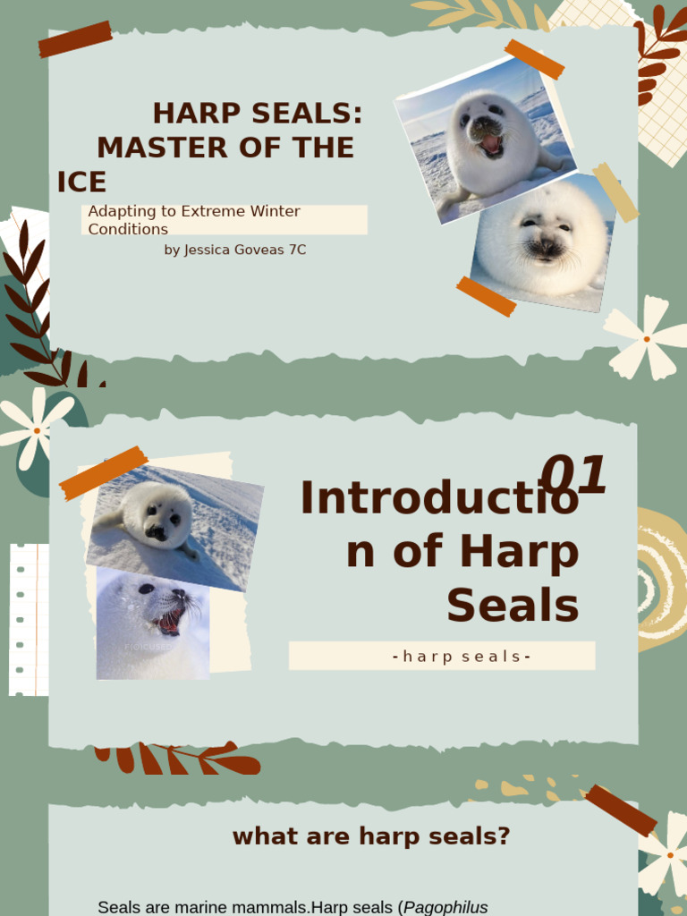 Harp Seals by Jessica 7c | PDF | Pinniped | Fur