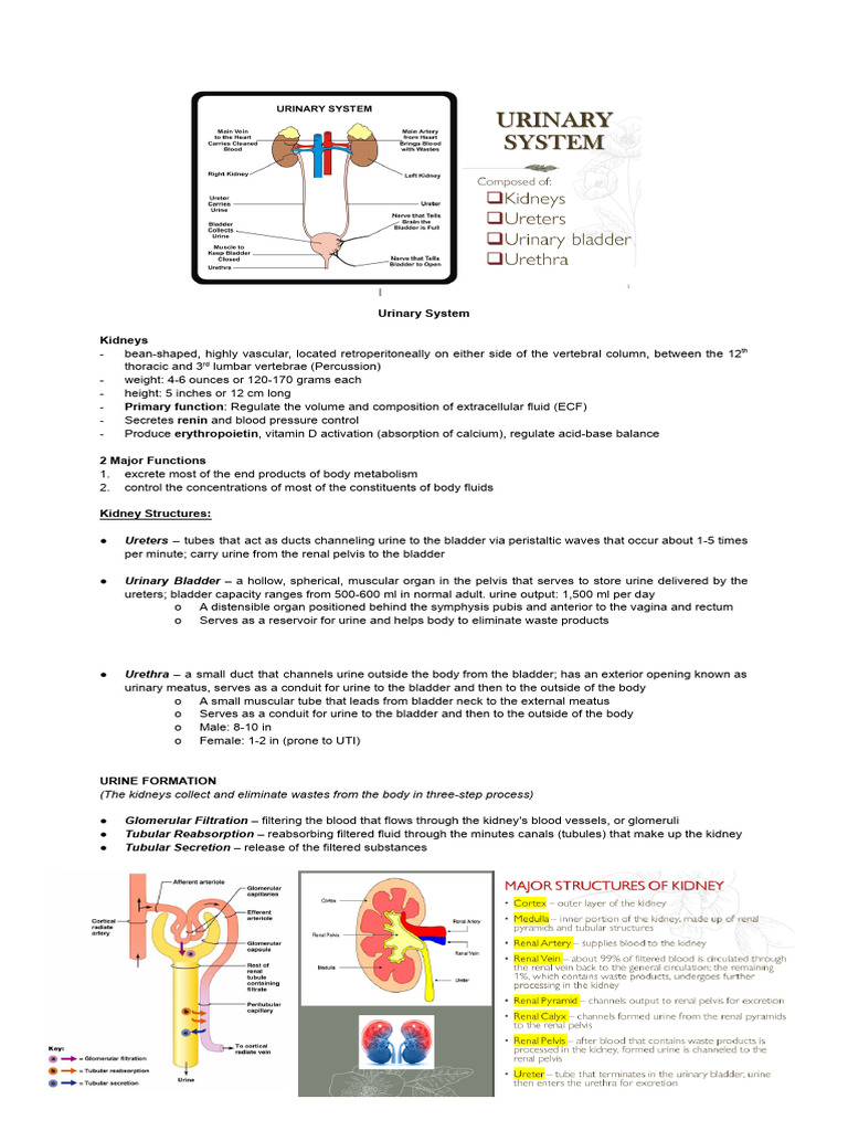 Urinary System 2 | PDF | Kidney | Creatinine