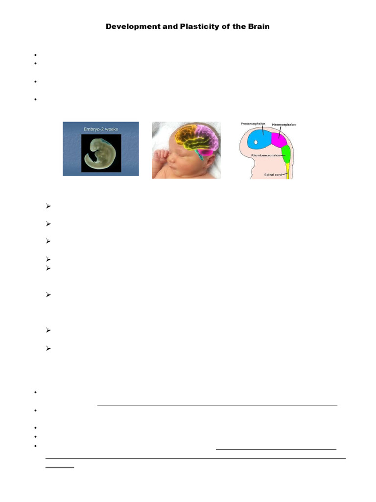 Development and Plasticity of The Brain - 115632 | PDF | Neuron | Stroke