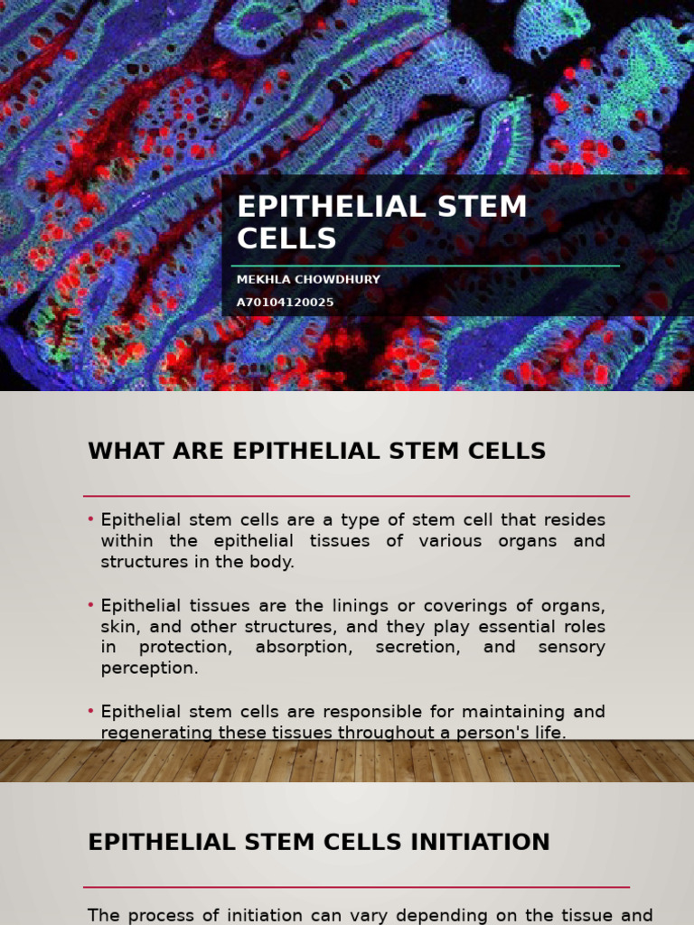 Epithelial Stem Cells 1 | PDF