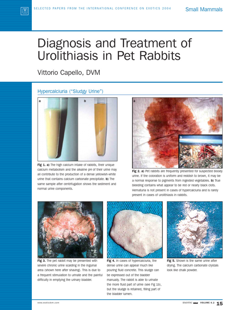 Diagnosis and Treatment of Urolithiasis in Pet Rabbits | PDF | Kidney ...