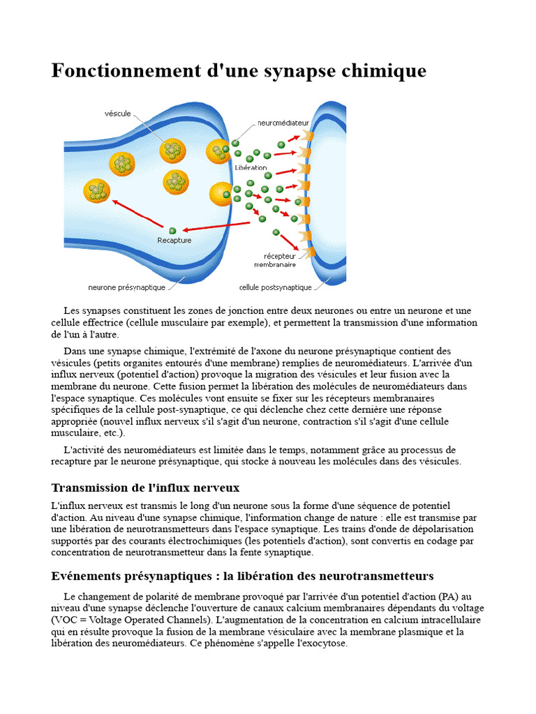 Fonctionement de La Synapse | PDF | Synapse | Neurone