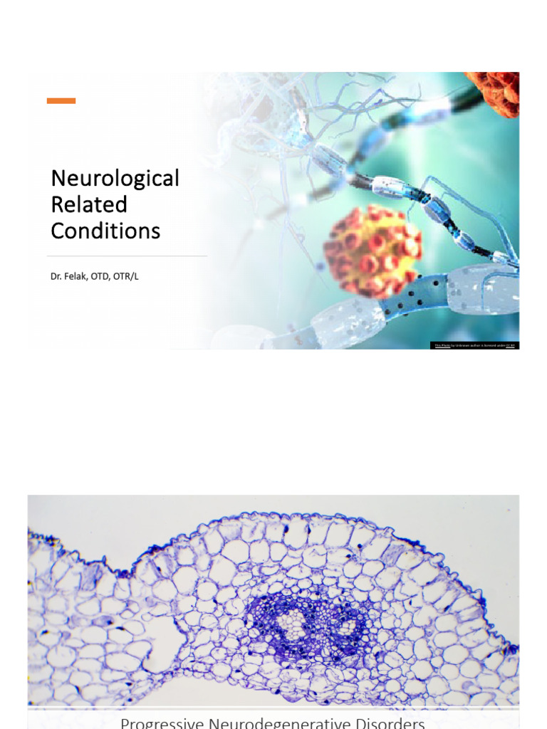 Motor Neuron Classification Explained | PDF | Spinal Cord | Central ...