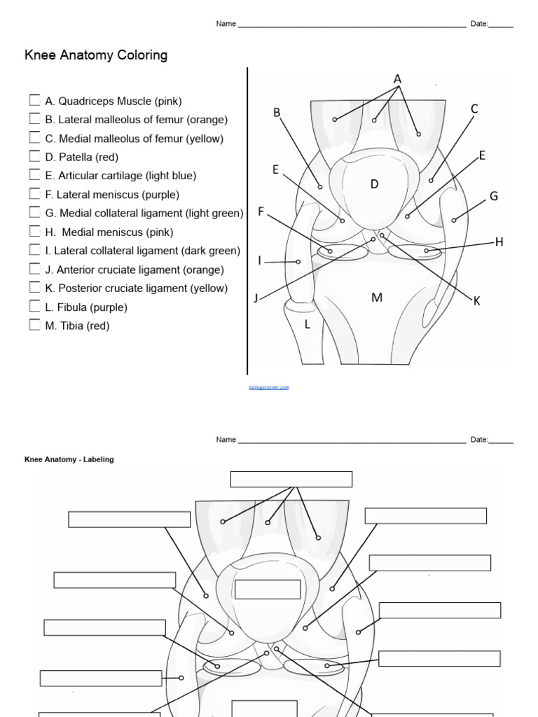Knee Anatomy Coloring and Labeling | PDF | Wellness