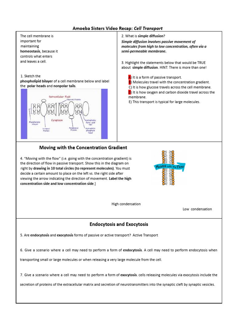 Amoeba Sisters - Cell Transport | PDF | Cell Membrane | Ion Channel