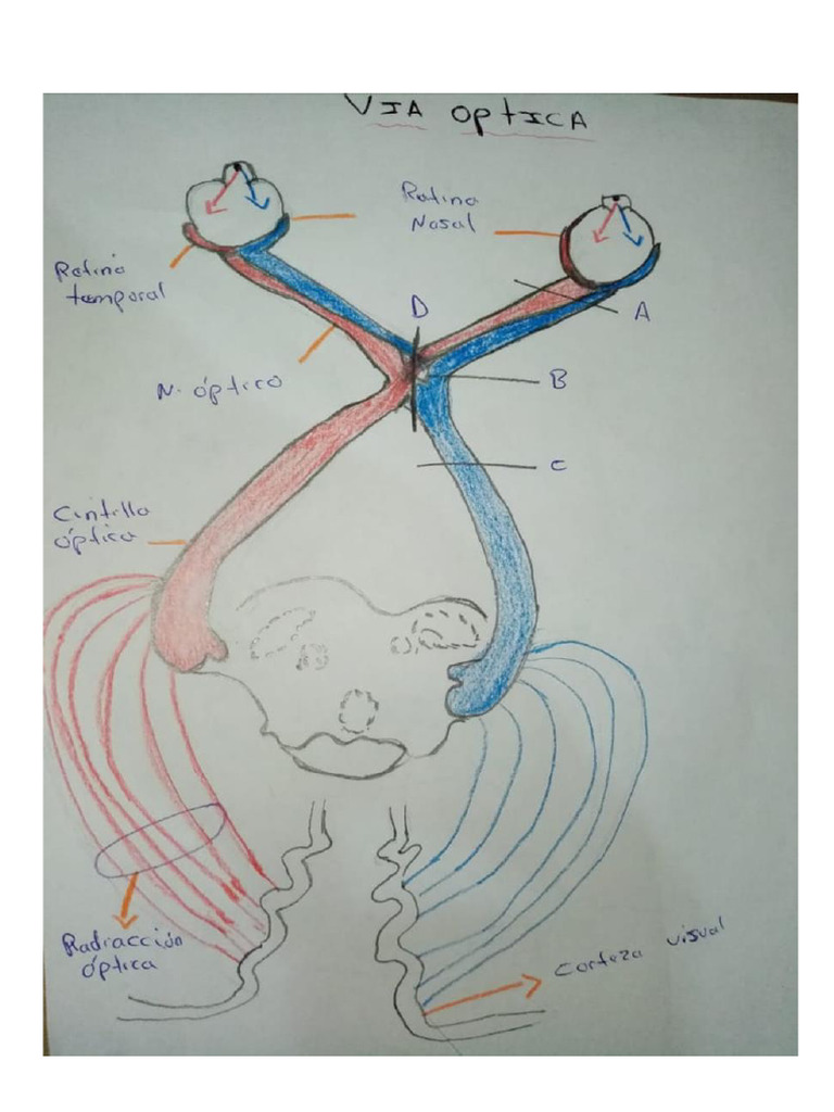 Via Óptica y Pares Craneales | PDF