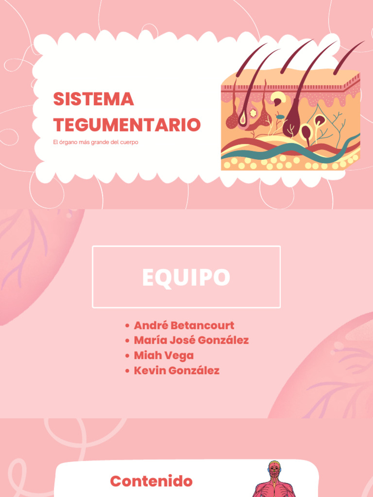 Sistema Tegumentario | PDF | Piel | Sistema tegumentario