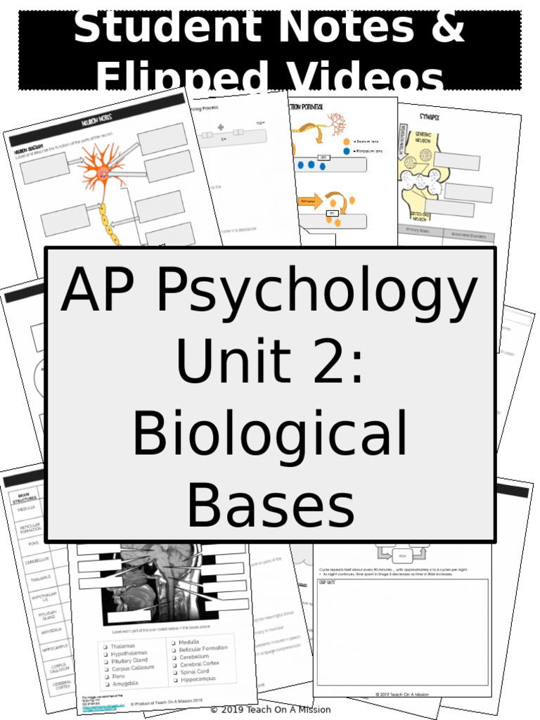 U2 Biological Bases Student Notes AP Psychology | PDF | Brain ...