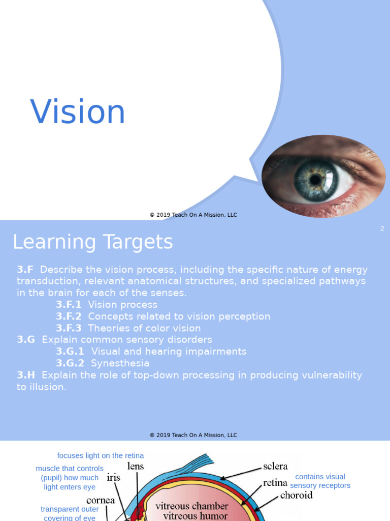 VIsion Slides | PDF | Retina | Eye