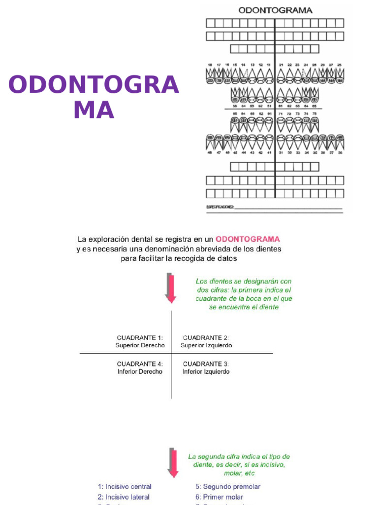 Odonto Grama 55 | PDF | Odontología | Ramas de Odontología