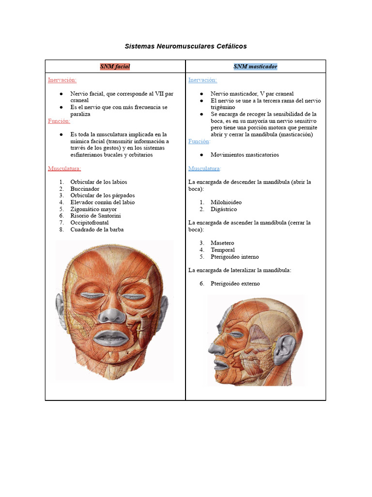 SNM Céfalico | PDF | Sistema nervioso | Sistema musculoesquelético