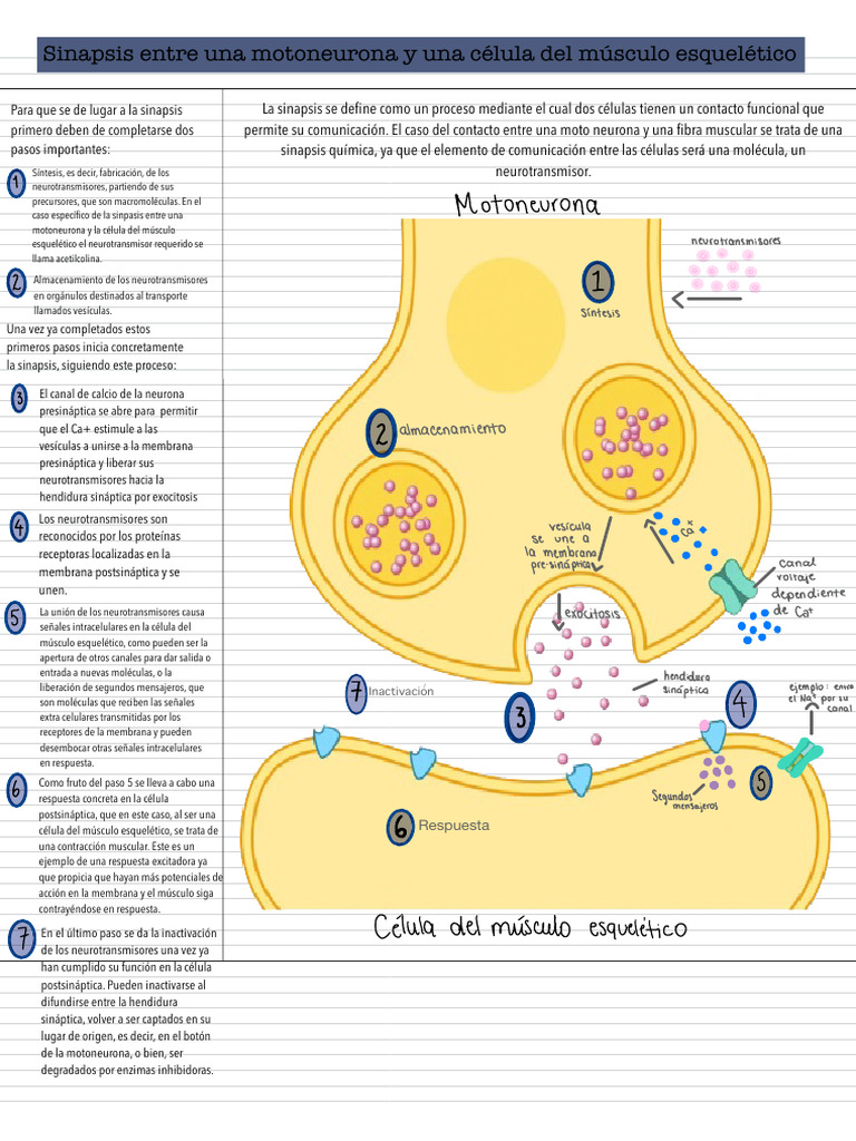 Sinapsis Motoneurona-Músculo: Proceso | PDF | Sinapsis | Neurotransmisor