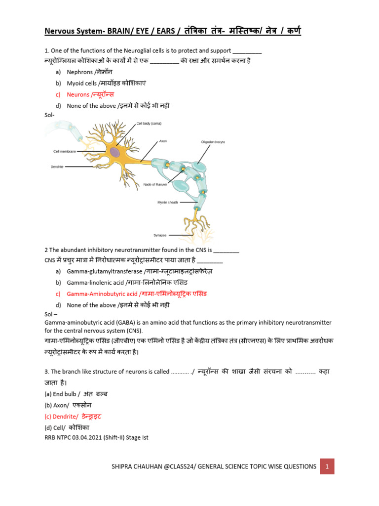 Nervous System Questions | PDF