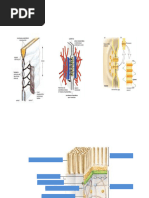 Funcion de Las Uniones GAP en La Union Interceluar | PDF | Biología ...