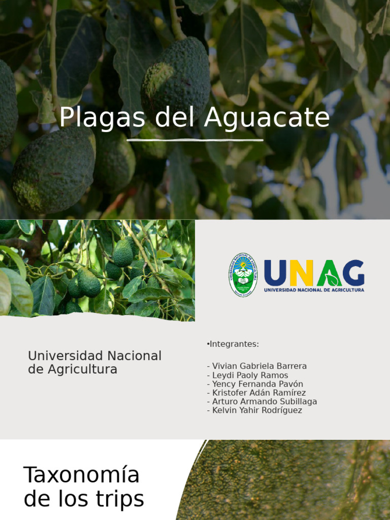 Plagas del Aguacate: Daños y Control | PDF | Control biológico de plagas | Hoja