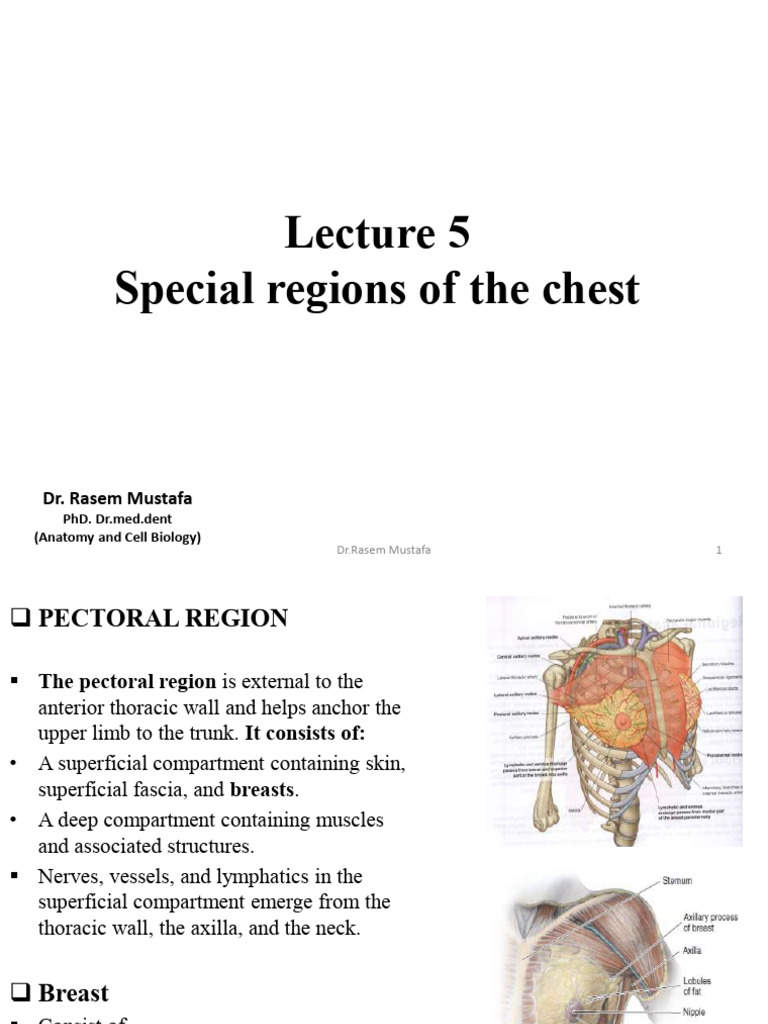 Male and Female Chest Anatomy Overview | PDF | Breast | Thorax