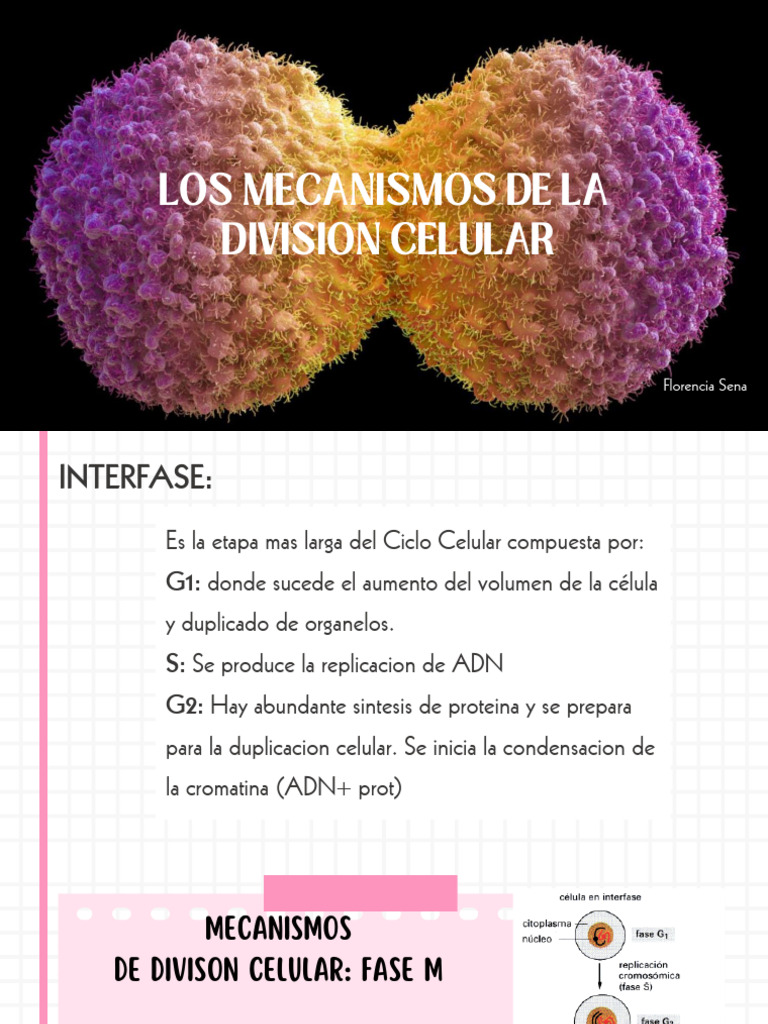 INTERFASE | PDF