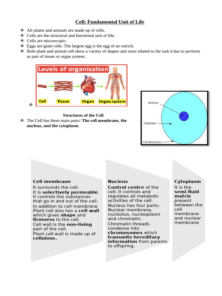 Cell - Class 6 Resource Sheet | PDF | Cell (Biology) | Vacuole