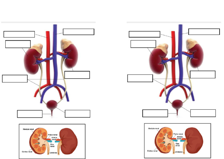 Modelo Sistema Excretor | PDF