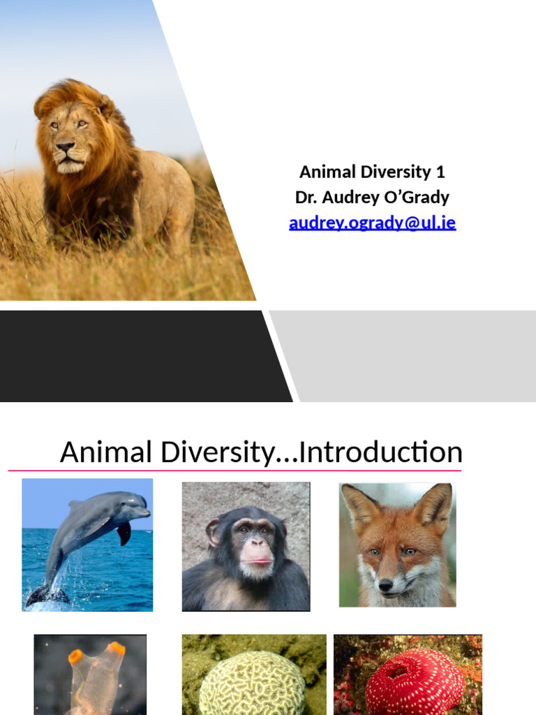 Understanding Animal Diversity Basics | PDF | Organisms | Biology