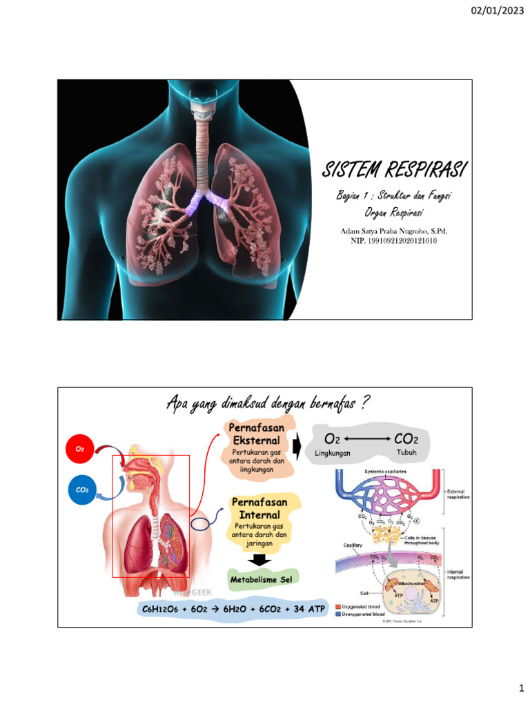 Sistem Respirasi | PDF