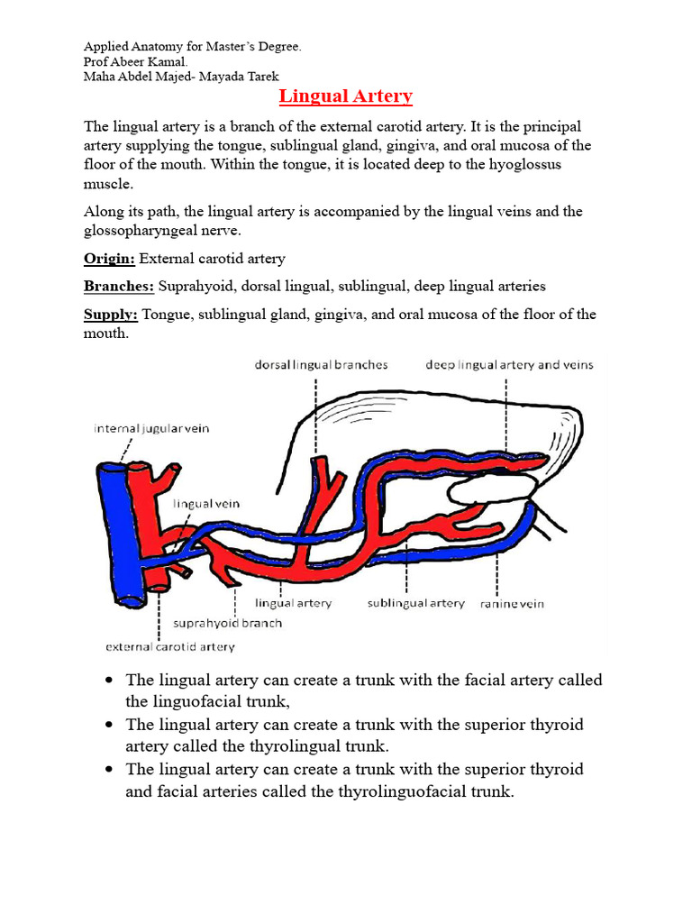 Anatomy and Clinical Significance of Lingual Artery | PDF | Common ...