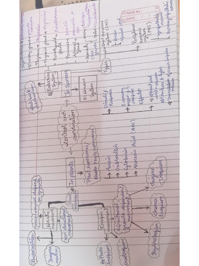 Mindmap | PDF