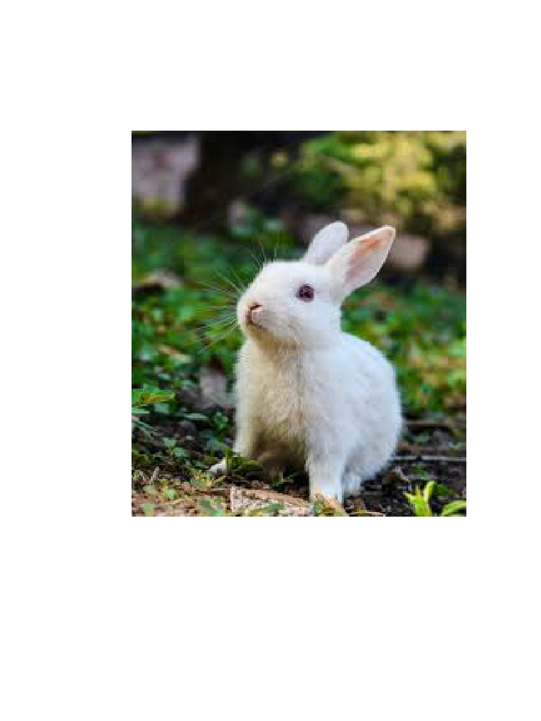Rabbit | PDF