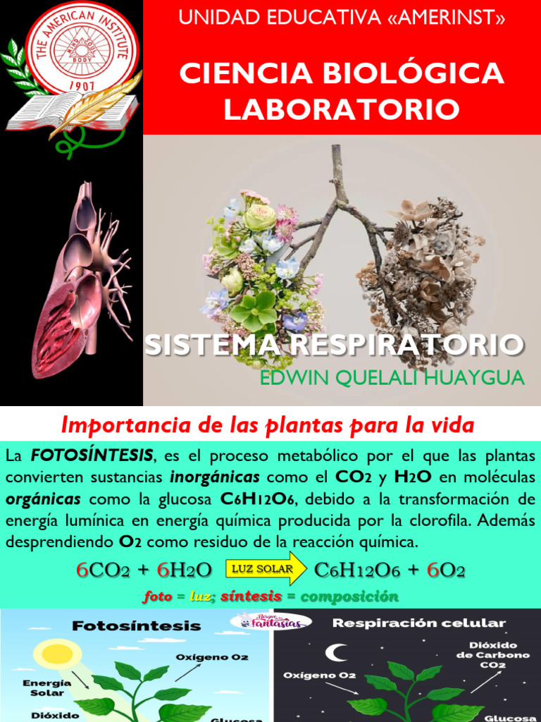 Lab. 6. - Sistema Respiratorio | PDF | Pulmón | Sistema respiratorio