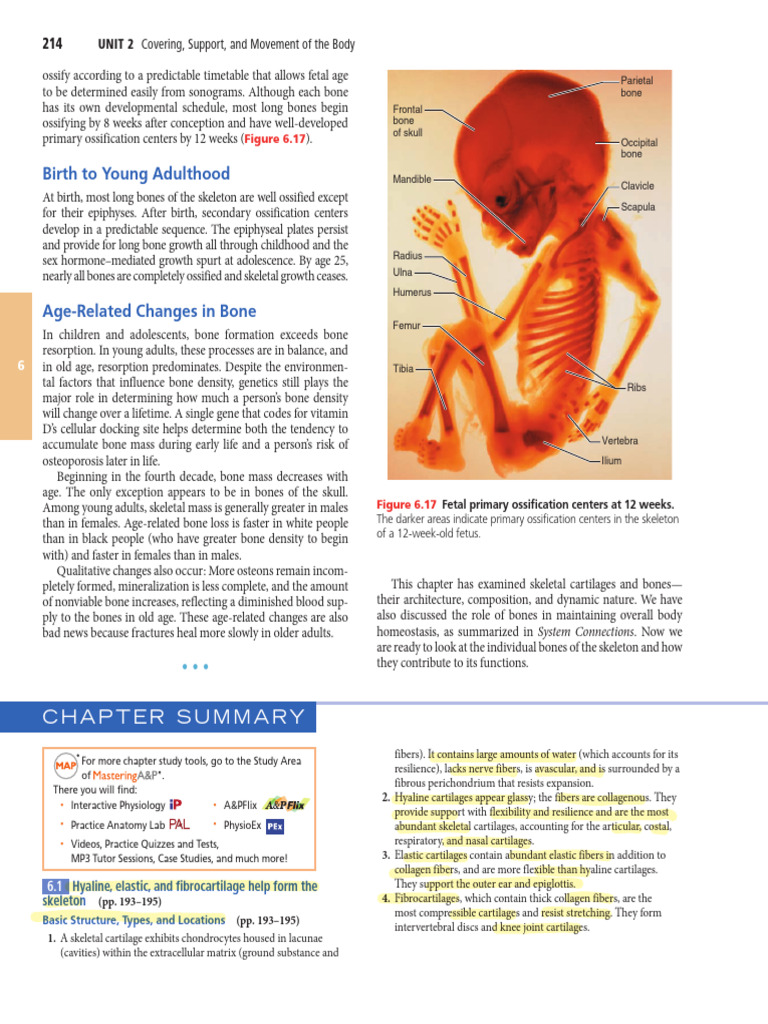 Pages of Human Anatomy _ Physiology | PDF | Bone | Osteoblast