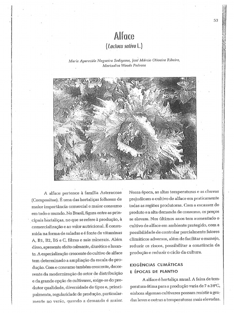 Cultura Da Alface | PDF