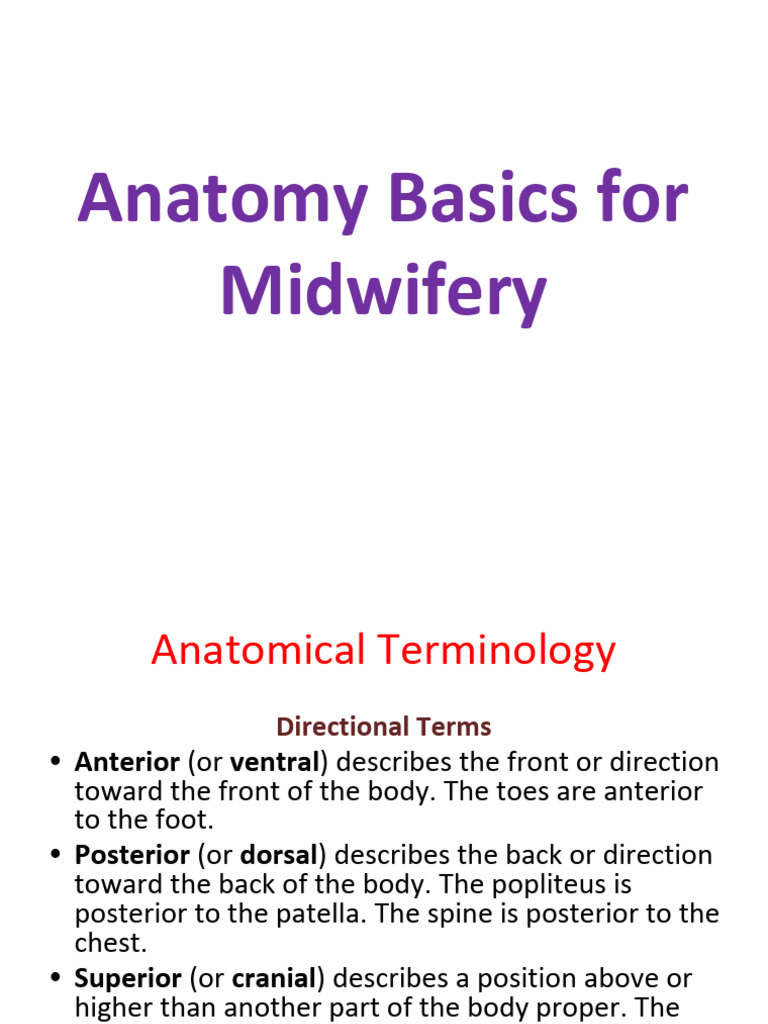 Anatomy Basics For Midwifery | PDF | Menstrual Cycle | Anatomical Terms ...