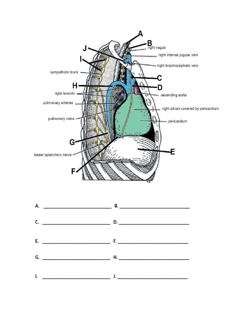 Thorax Diagram 2 | PDF