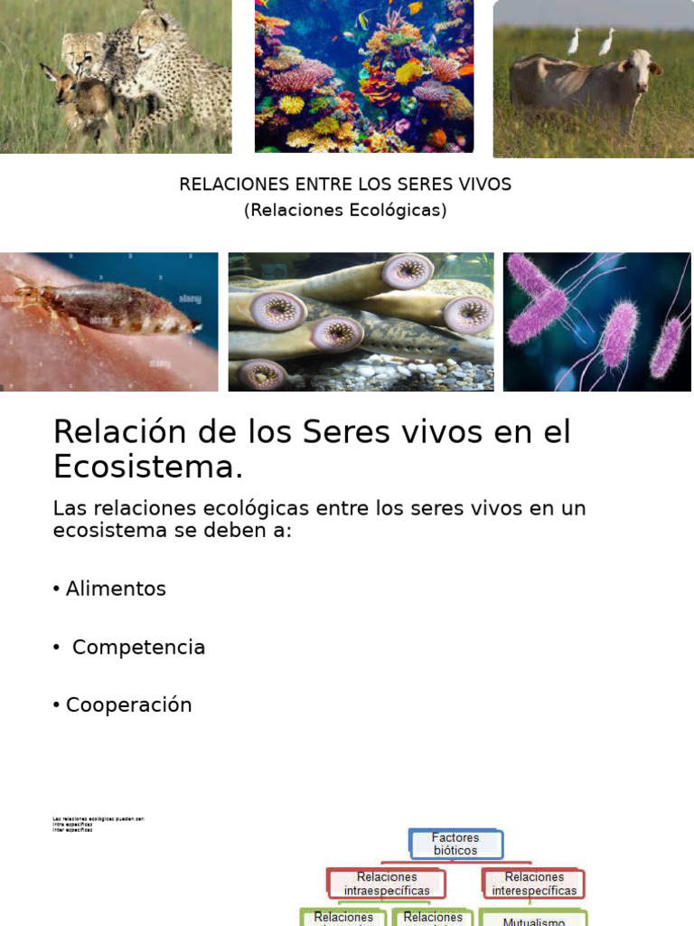 Relacion de Los Seres Vivos en Los Ecosistemas. | PDF | Zoología ...
