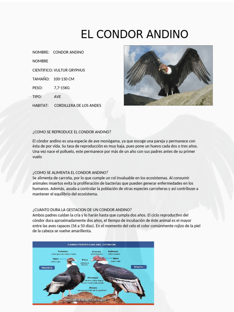 El Condor Andino | PDF