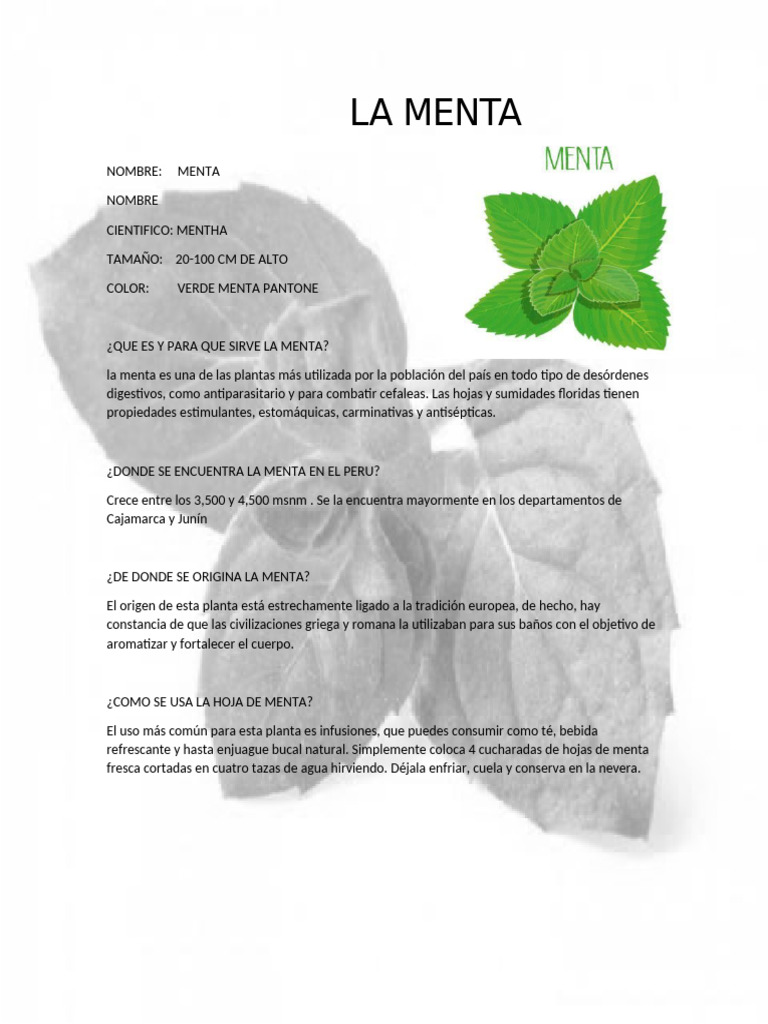 Usos y origen de la menta en Perú | PDF