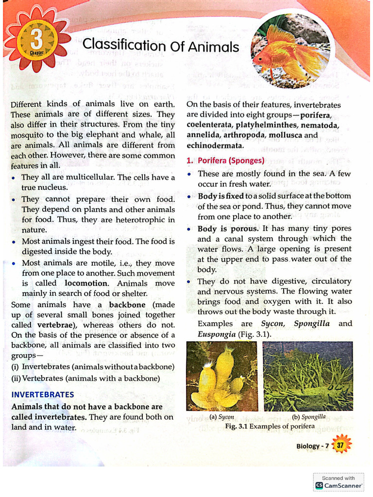 Classification of Animals | PDF