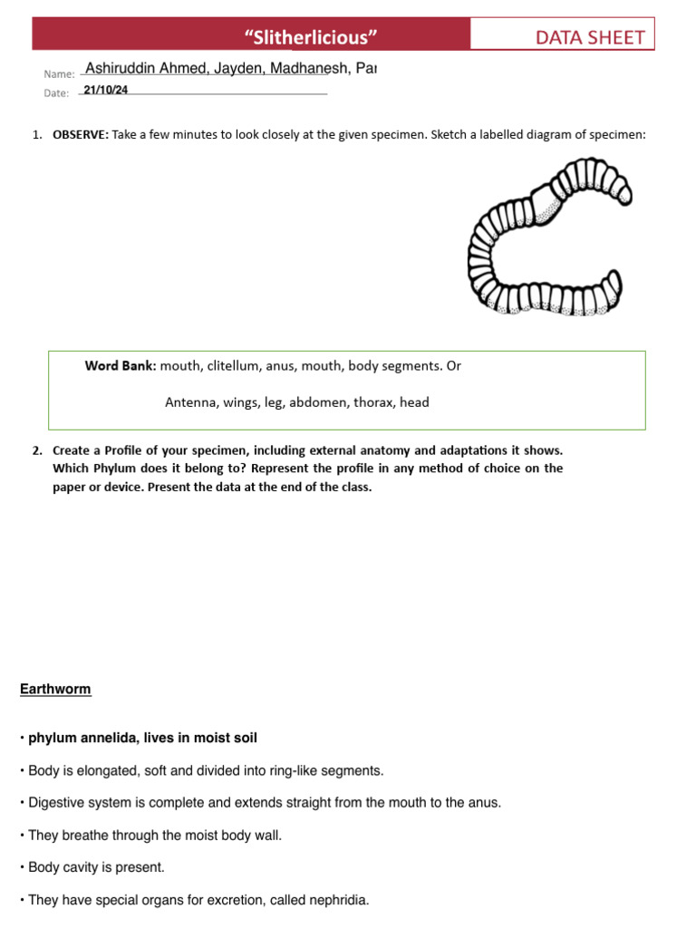 Annelids and Arthropods Worksheet | PDF