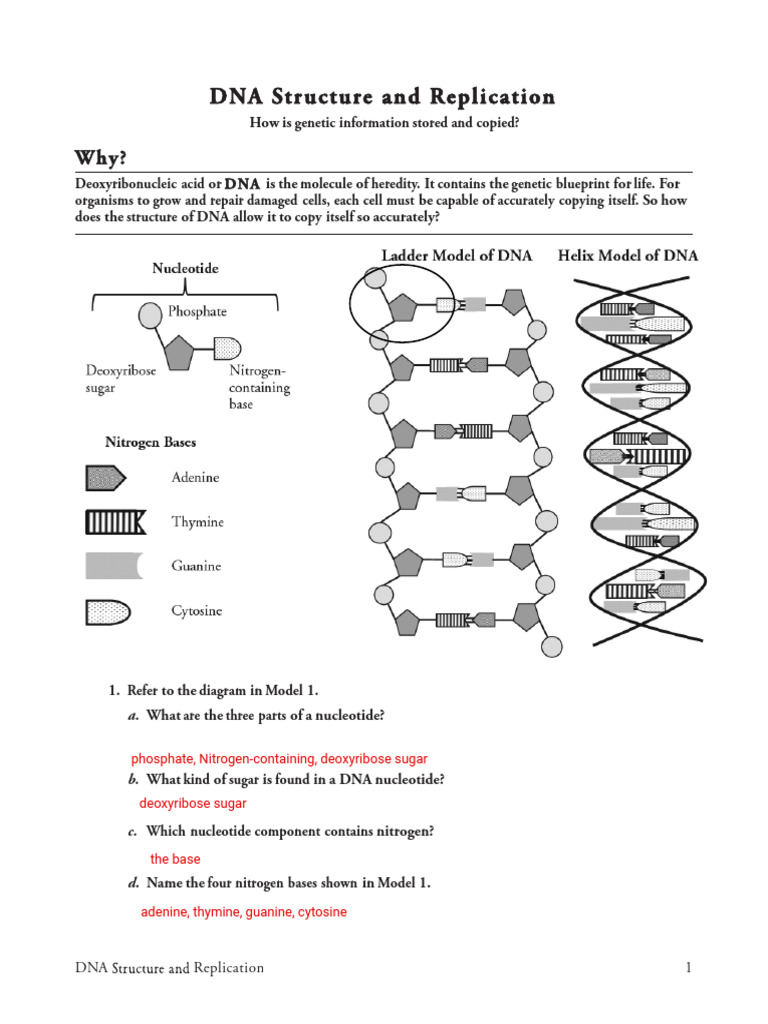 Hudson K - DNA Structure and Replication POGIL | PDF | Dna | Dna ...