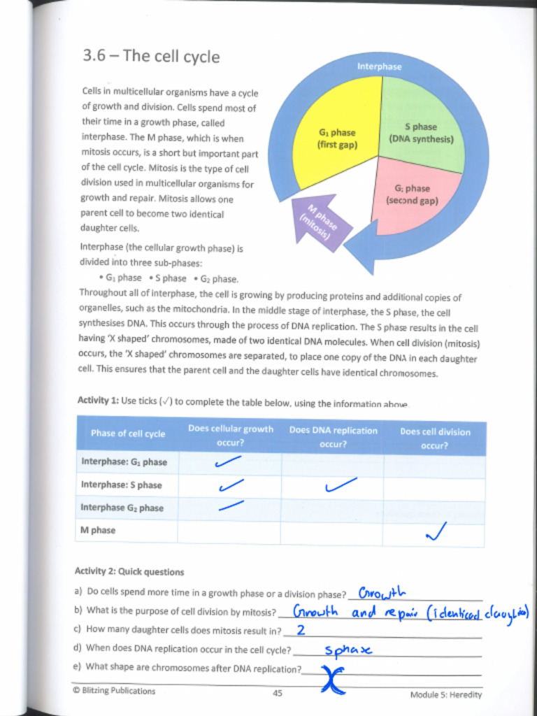 The Cell Cycle | PDF