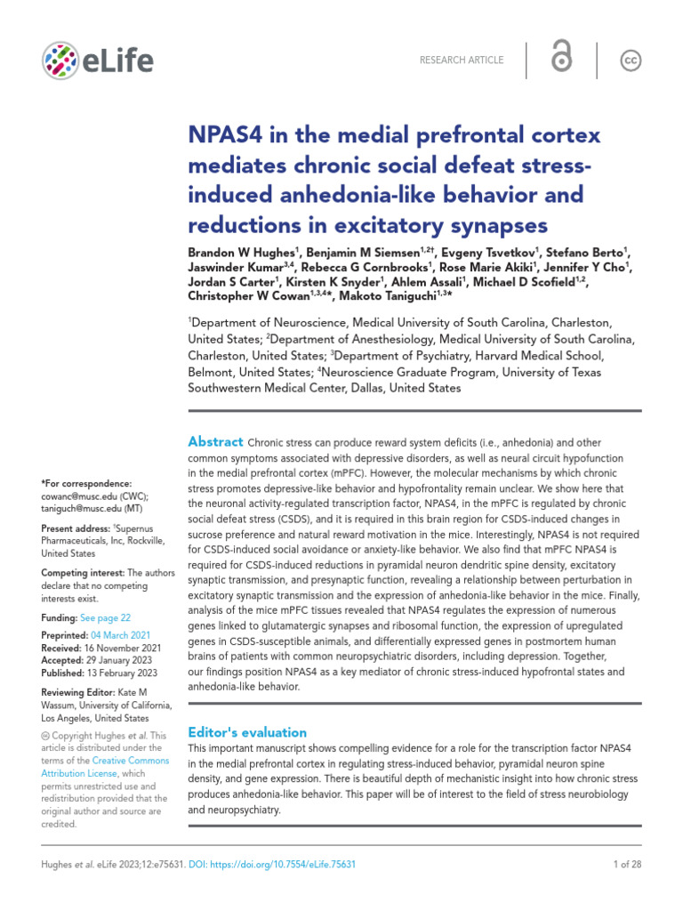 NPAS4 in The Medial Prefrontal Cortex | PDF | Synapse | Prefrontal Cortex